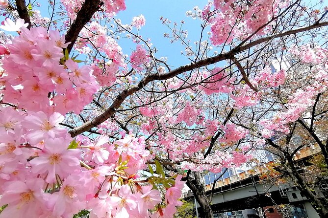 Tokyo Cherry Blossoms Blooming Spots E-Bike Tour, 3hrs - Tour Experience and Expectations