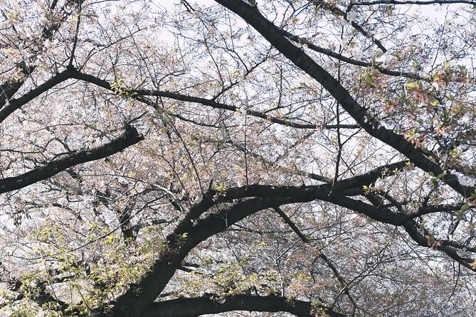 Tokyo City 1-Day Private Tour With Bilingual Driver - Accessibility and Transportation