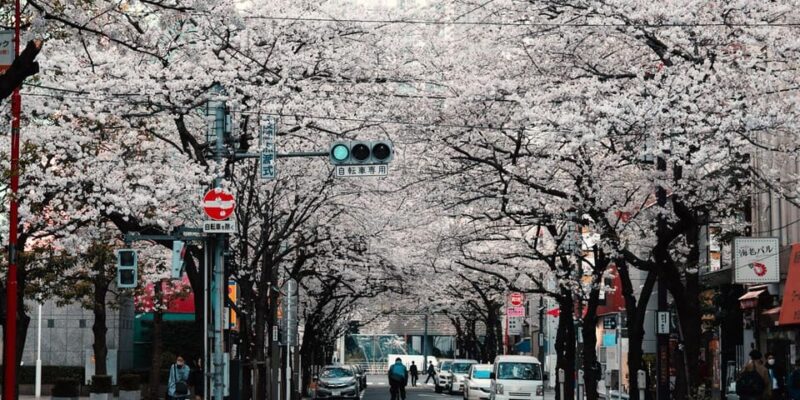 Tokyo: City of Lights Private Tour Visit Best Attractions - Experience the Shibuya Crossing