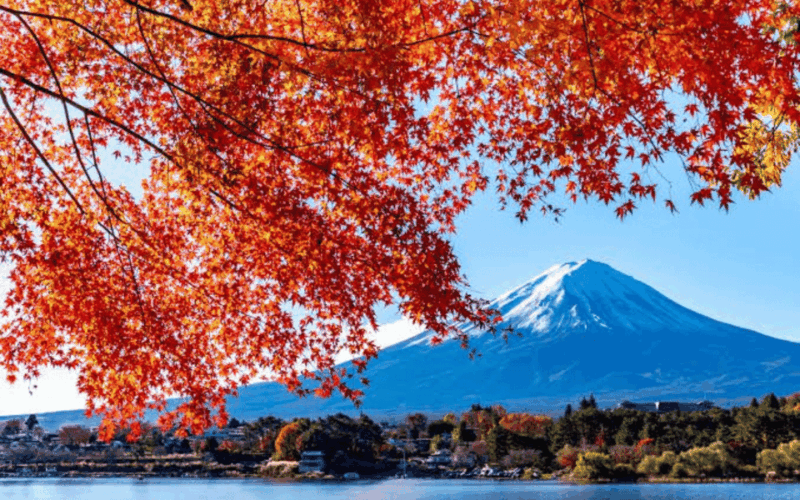 Tokyo Day Trip -Mount Fuji Private Tour From Tokyo - Customer Reviews and Considerations
