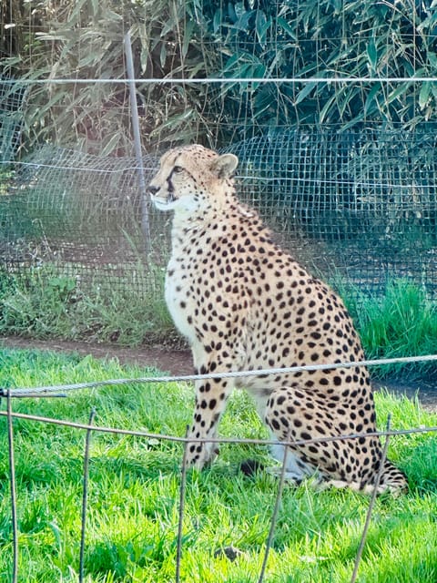 Tokyo Full Day Tour by Car English Speaking Driver Guide - Key Points