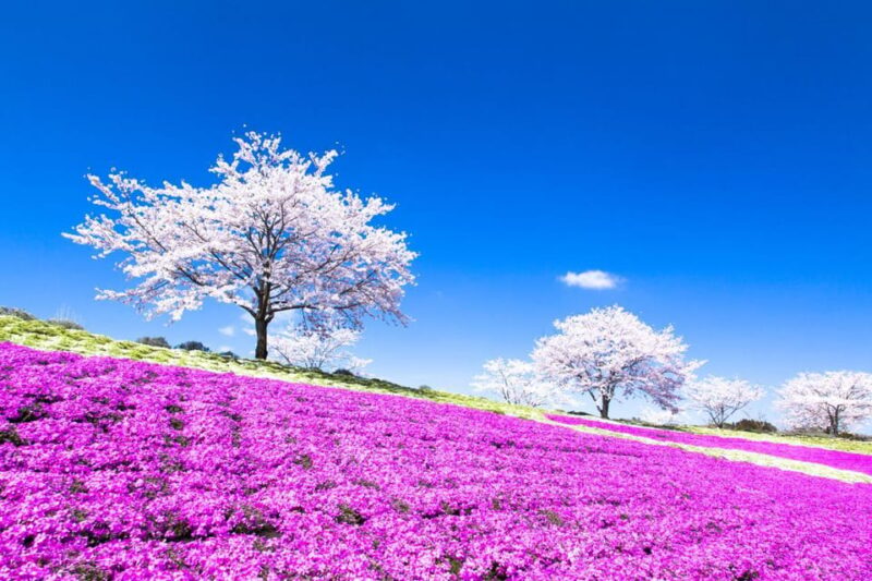 Tokyo: German Village Lighting and Farm Experience - Inclusions and Important Information