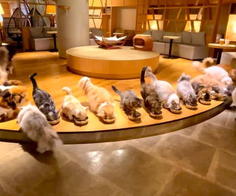 Tokyo: Gotokuji Cat Temple, Shinjuku Cat Cafe & 3D Cat Tour - Key Points
