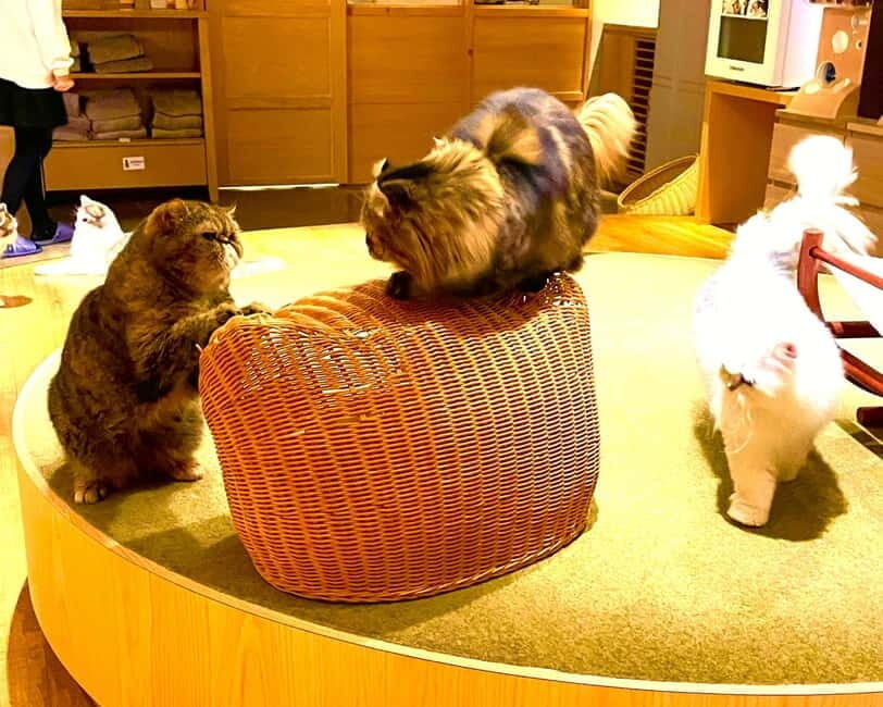 Tokyo: Gotokuji Cat Temple, Shinjuku Cat Cafe & 3D Cat Tour - Authentic Experiences and Reviewer Insights