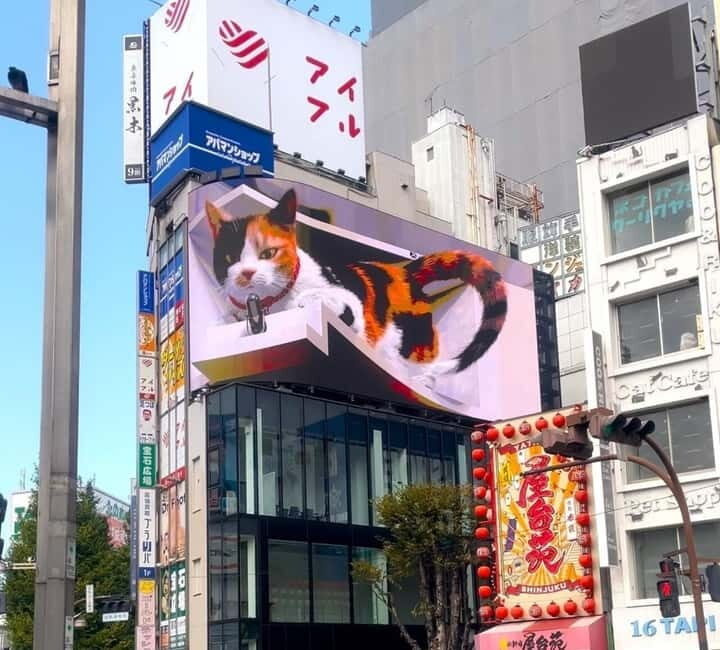 Tokyo: Gotokuji Cat Temple, Shinjuku Cat Cafe & 3D Cat Tour - FAQ