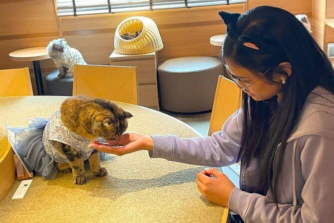 Tokyo Gotokuji Cat temple, Shinjuku Cat cafe and 3D Cat tour - Who Should Consider This Tour?