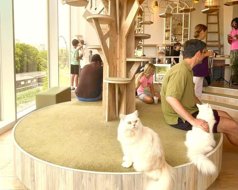 Tokyo: Gotokuji Lucky Cat Temple & Harajuku Shibuya Cat Café - Key Points
