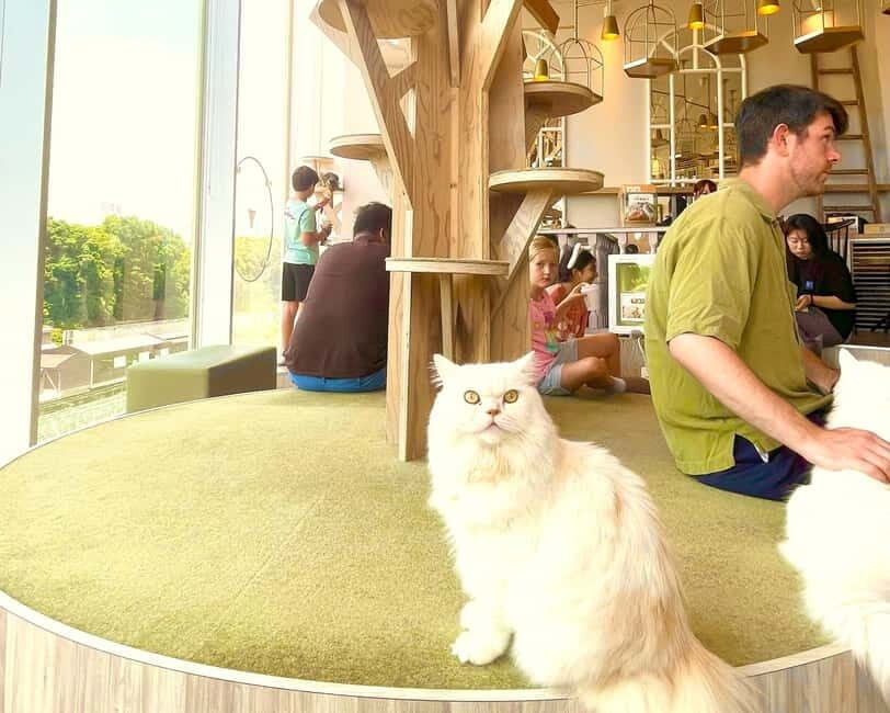 Tokyo: Gotokuji Lucky Cat Temple & Harajuku Shibuya Cat Café - Final Thoughts