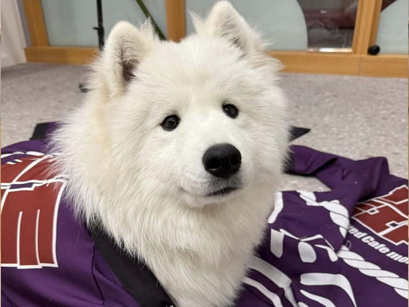Tokyo Harajuku30-Minute Samoyed Interaction Experience - A Closer Look at the Experience