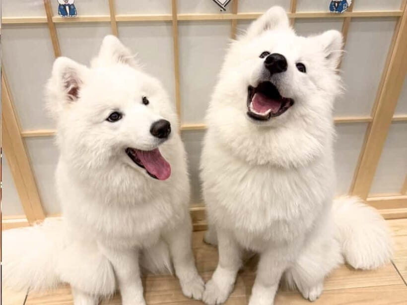 Tokyo Harajuku30-Minute Samoyed Interaction Experience - Who Will Love This Experience?