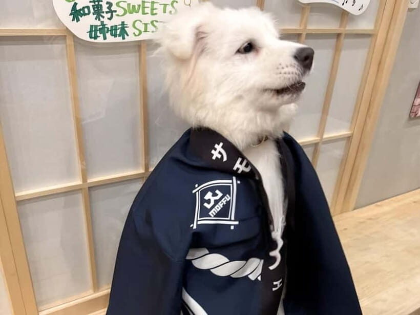 Tokyo Harajuku30-Minute Samoyed Interaction Experience - The Sum Up: Why It’s Worth Considering