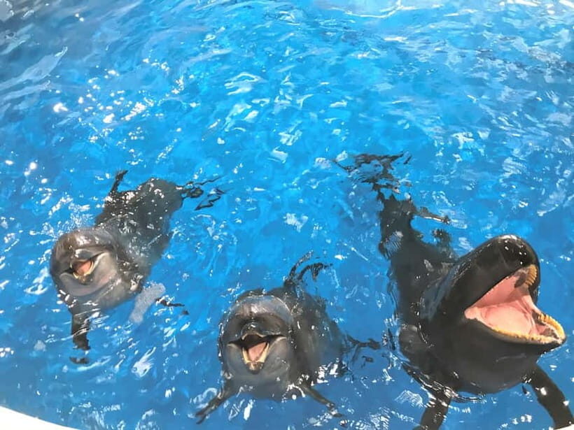 Tokyo: Hitachi Seaside Park & Aquaworld Oarai Aquarium Tour - Exploring Japan’s Coastal Charm: Hitachi Seaside Park & Aqua World Oarai Aquarium Tour