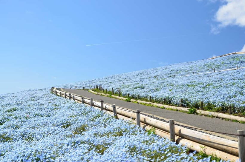 Tokyo: Hitachi Seaside Park & Aquaworld Oarai Aquarium Tour - What to Expect from the Tour