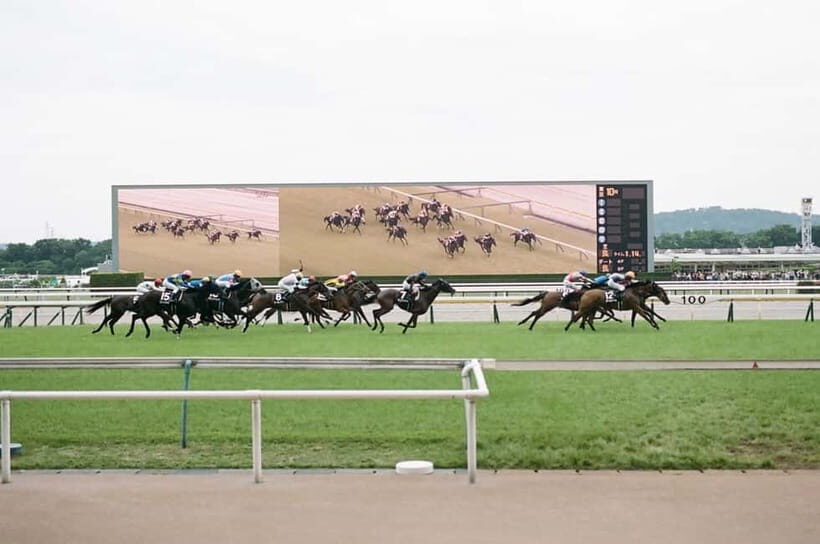 Tokyo: Horse Racing Tour with Local Fan - An In-Depth Look at the Tokyo Horse Racing Tour