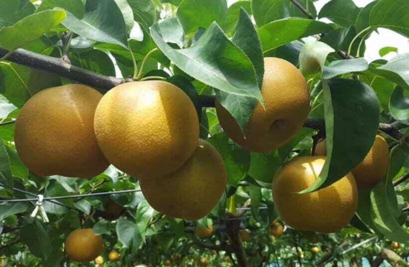 Tokyo: Ibaraki Day Trip with Hitachi Park & Fruit Picking - Final Thoughts