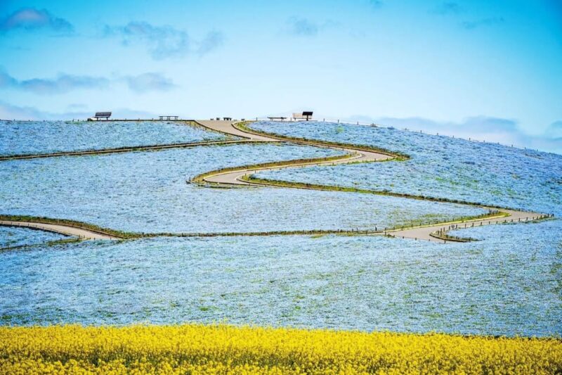 Tokyo: Ibaraki Shrine, Seafood Market & Flower Sea Day Tour - Misaki Jingu Shrine