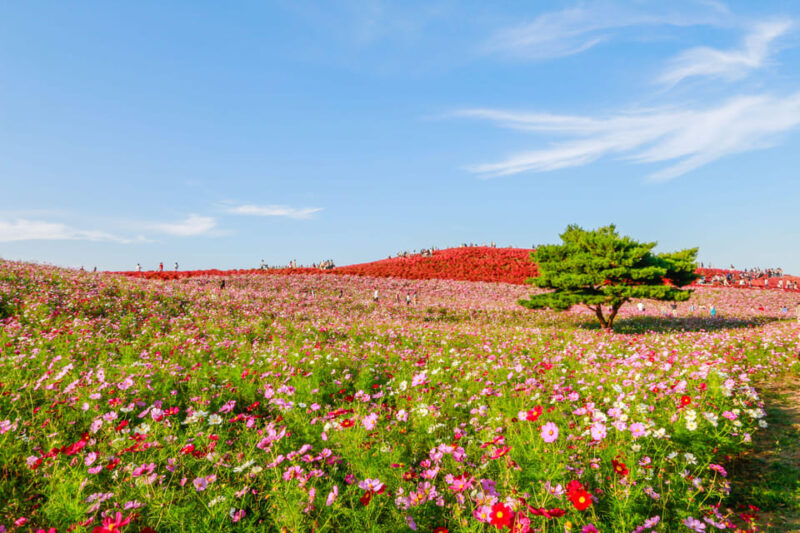 Tokyo: Ibaraki Shrine, Seafood Market & Flower Sea Day Tour - Hitachi Seaside Park