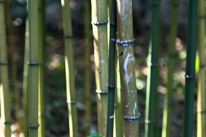 Tokyo: Imperial Palace Shogun Historical Walking Tour - Historical Significance of the Imperial Palace