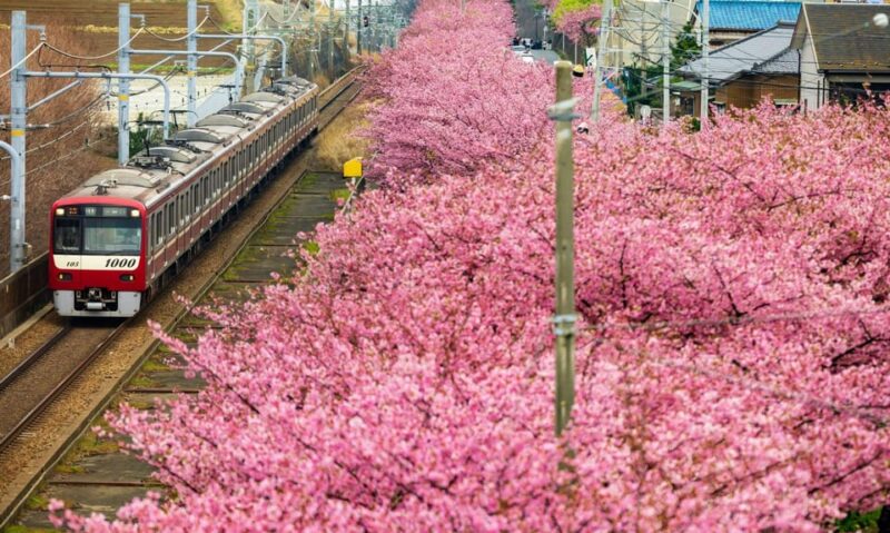 Tokyo: Izu Scenic Train &Kawazu Cherry Blossom & HotelPickup - Transportation and Accessibility