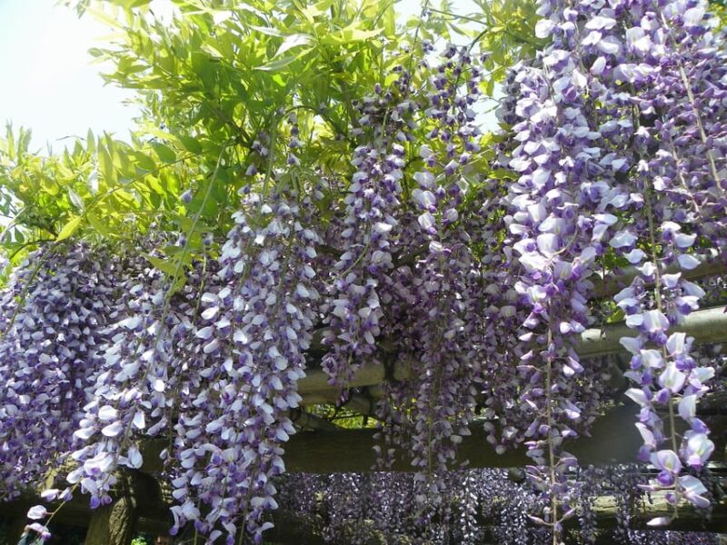 Tokyo: Japanese Garden and Surroundings Guided Walking Tour - Experience Highlights