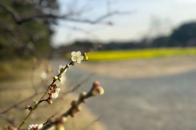 Tokyo: Japanese Garden Walking Tour With Tea and Sweets - Tour Inclusions