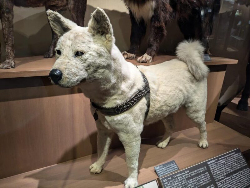 Tokyo: Loyal Dog Hachiko Tour Following in His Footsteps - Key Points