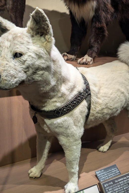 Tokyo: Loyal Dog Hachiko Tour Following in His Footsteps - Connecting With the Hachiko Statue