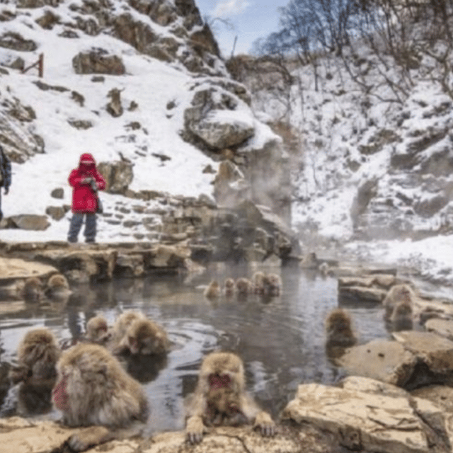 Tokyo: Luxury Snow Monkey Park Private Tour In Land Cruiser - Itinerary Highlights