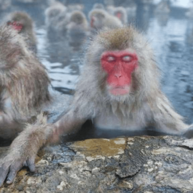 Tokyo: Luxury Snow Monkey Park Private Tour In Land Cruiser - Nagano Prefecture