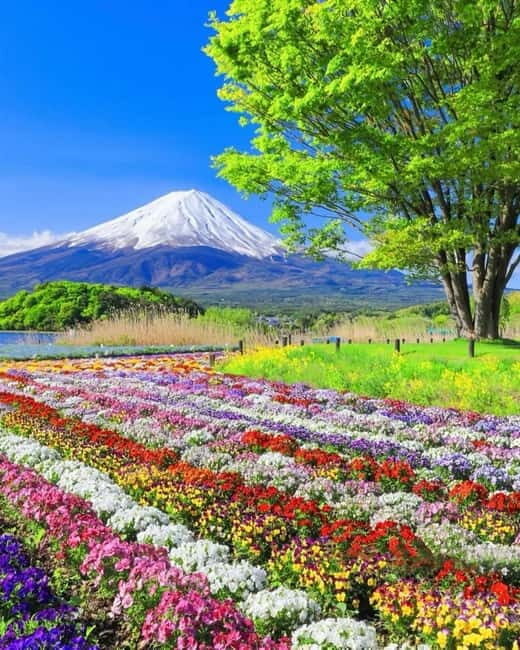 Tokyo: Mount Fuji Day Trip with Scenic & Local Stops - A Close Look at the Mount Fuji Day Trip: What to Expect