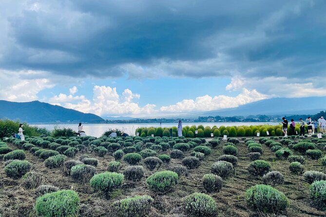 Tokyo: Mount Fuji One Day Private Tour by Car With English Guide - Customer Feedback and Highlights