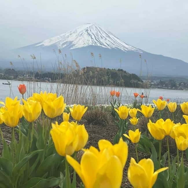 Tokyo: Mount Fuji Private Day Tour With Low Price Guarantee - Final Thoughts: Is It Worth It?