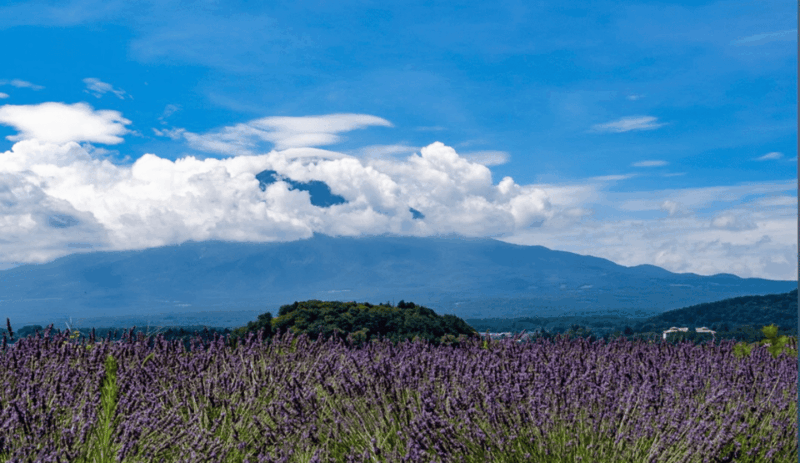 Tokyo: Mount Fuji Sightseeing Tour English Speaking Driver - Booking Information