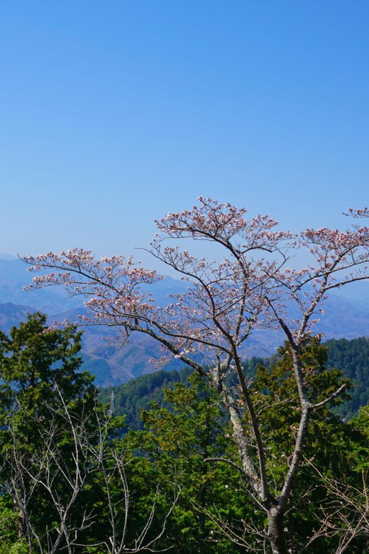 Tokyo: Mount Takao Guided Hiking Tour - Meeting Point and Departure