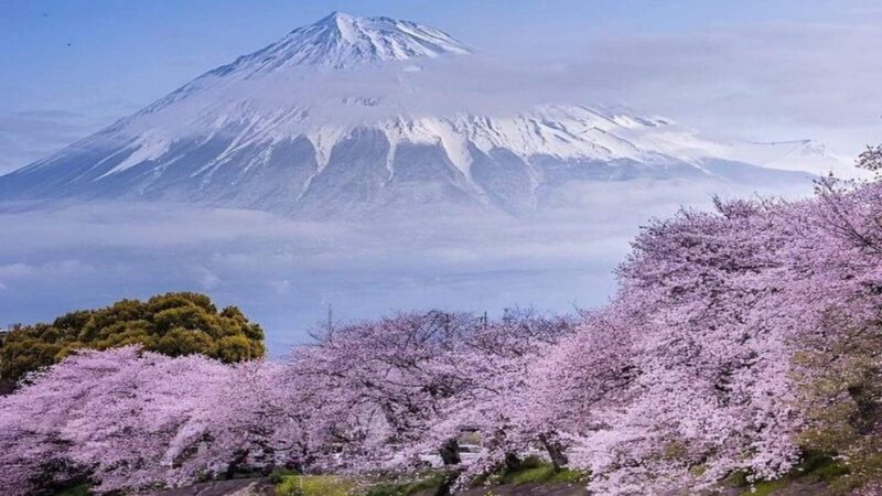 Tokyo: Mt Fuji and Hakone Full Day Private Sightseeing Tour - Itinerary Highlights