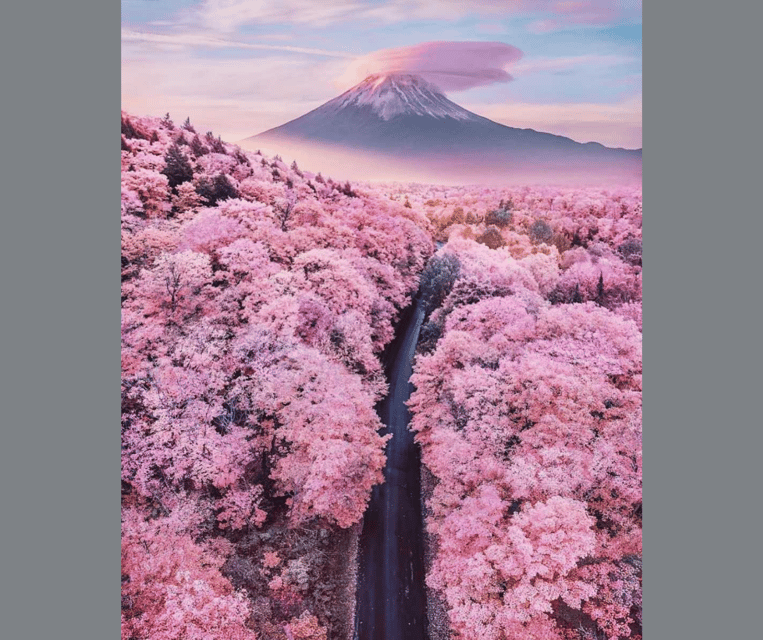 Tokyo: Mt. Fuji & Hakone Cherry Blossoms Private Day Tour - Volcanic Activity