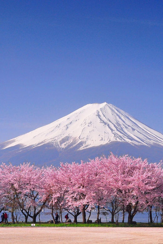 Tokyo: Mt. Fuji & Hakone Cherry Blossoms Private Day Tour - Frequently Asked Questions