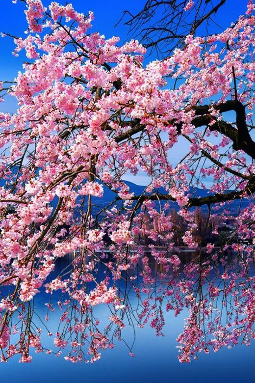 Tokyo: Mt Fuji & Hakone Private Tour English-Speaking Driver - Pricing and Booking