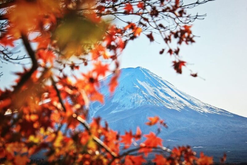 Tokyo: Mt. Fuji Hidden Gems and Aokigahara Forest Tour - Aokigahara Forest: Enchanting Wilderness