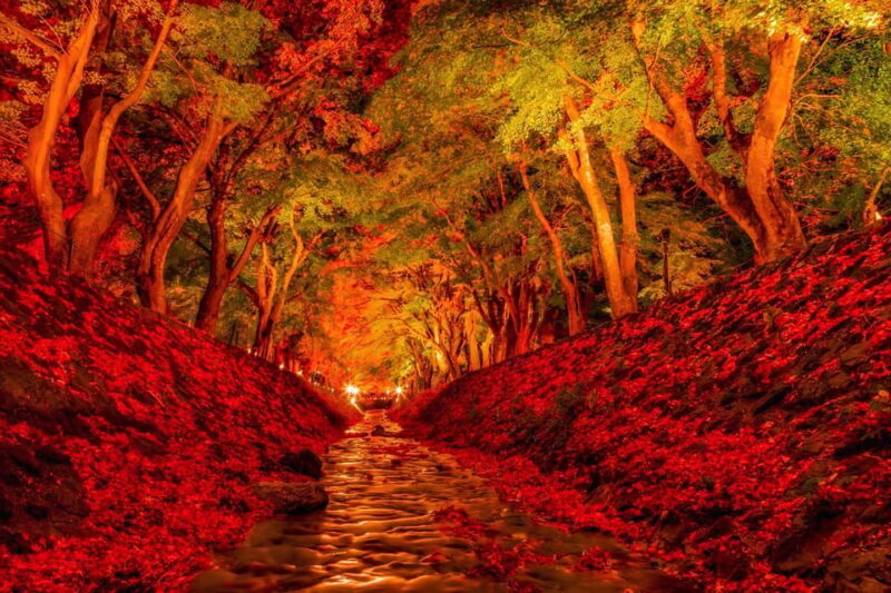 Tokyo: Mt Fuji Lake Kawaguchi & Yamanaka Hot Spring Day Tour - Exploring Oishi Park