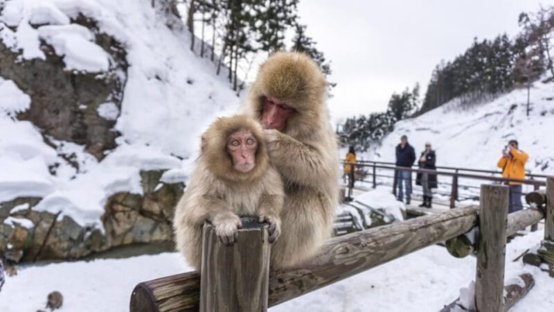 Tokyo Nagano Snow Monkey Park and Zenkoji Temple With Guide - Key Points