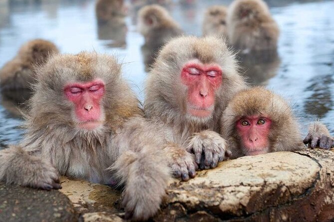 Tokyo Nagano Snow Monkey Park and Zenkoji Temple With Guide - Exploring the Snow Monkey Park