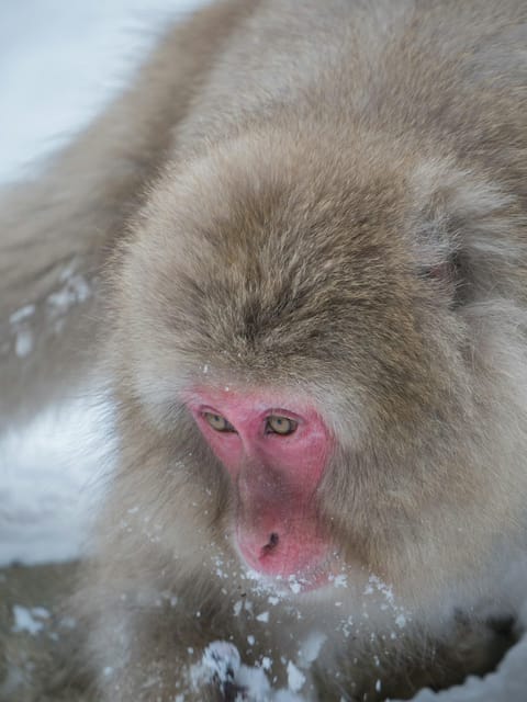 Tokyo: Nagano, Snow Monkeys and Zenko-ji Temple Private Tour - Jigokudani Monkey Park