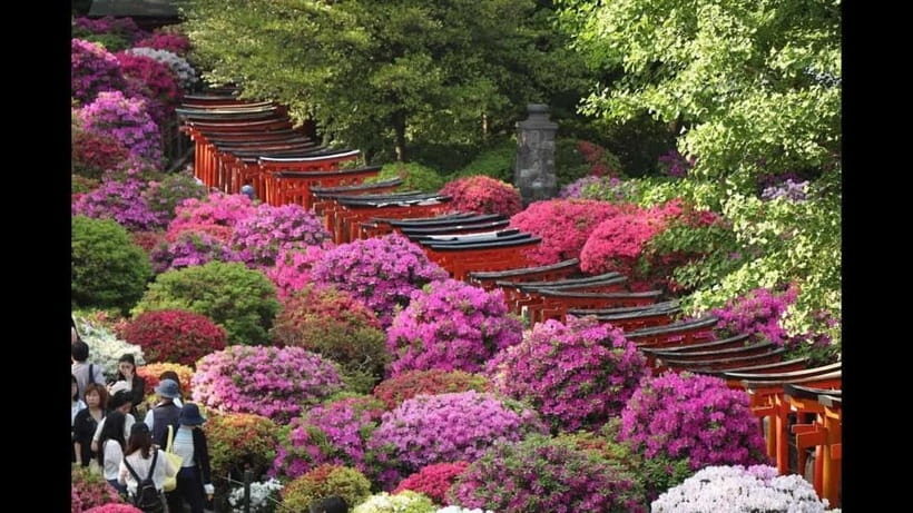Tokyo: Nezu Shrine Guided Tour with Azalea Festival - Who Will Benefit Most?