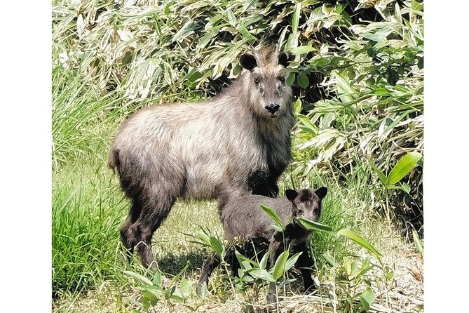 Tokyo Okutama Day Trip Tour - Exploring the Natural Wonders