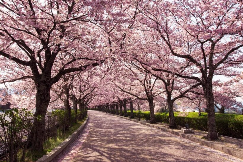 Tokyo : Private 3 hours Private Tour with a Local Guide - Final Thoughts