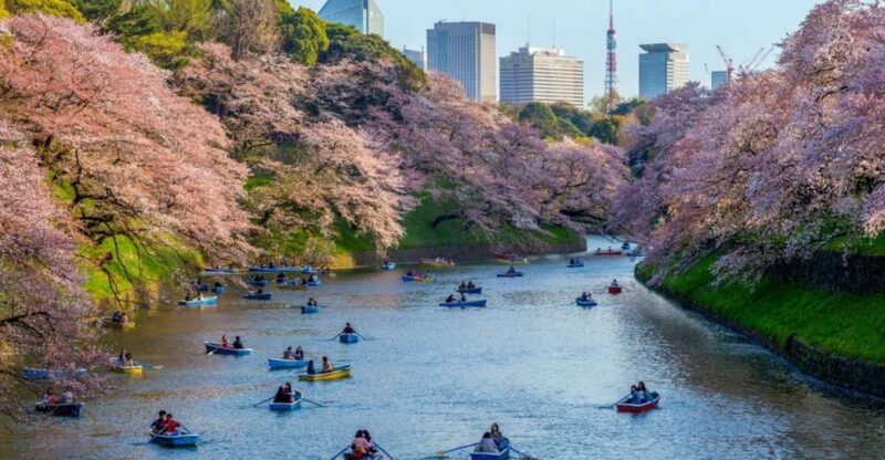 Tokyo: Private Cherry Blossom Experience - Tour Highlights and Activities