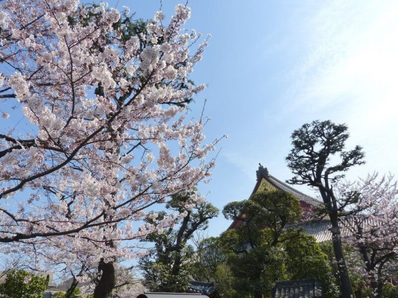 Tokyo: Private Cherry Blossom Experience - Cherry Blossom Season and Recommended Booking