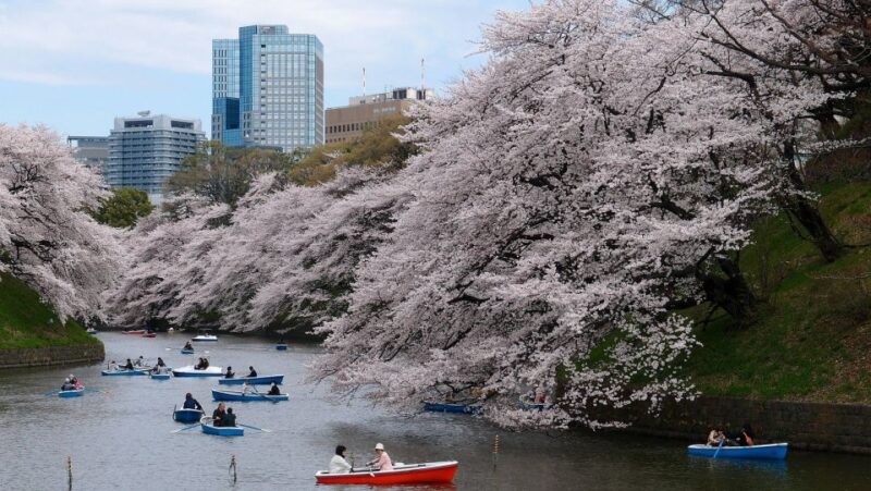 Tokyo: Private Cherry Blossom Experience - Frequently Asked Questions