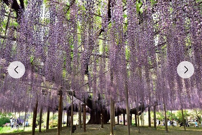 Tokyo Private Day Tour by Car With English Speaking Driver Guide - Imperial Palace and Shibuya Crossing